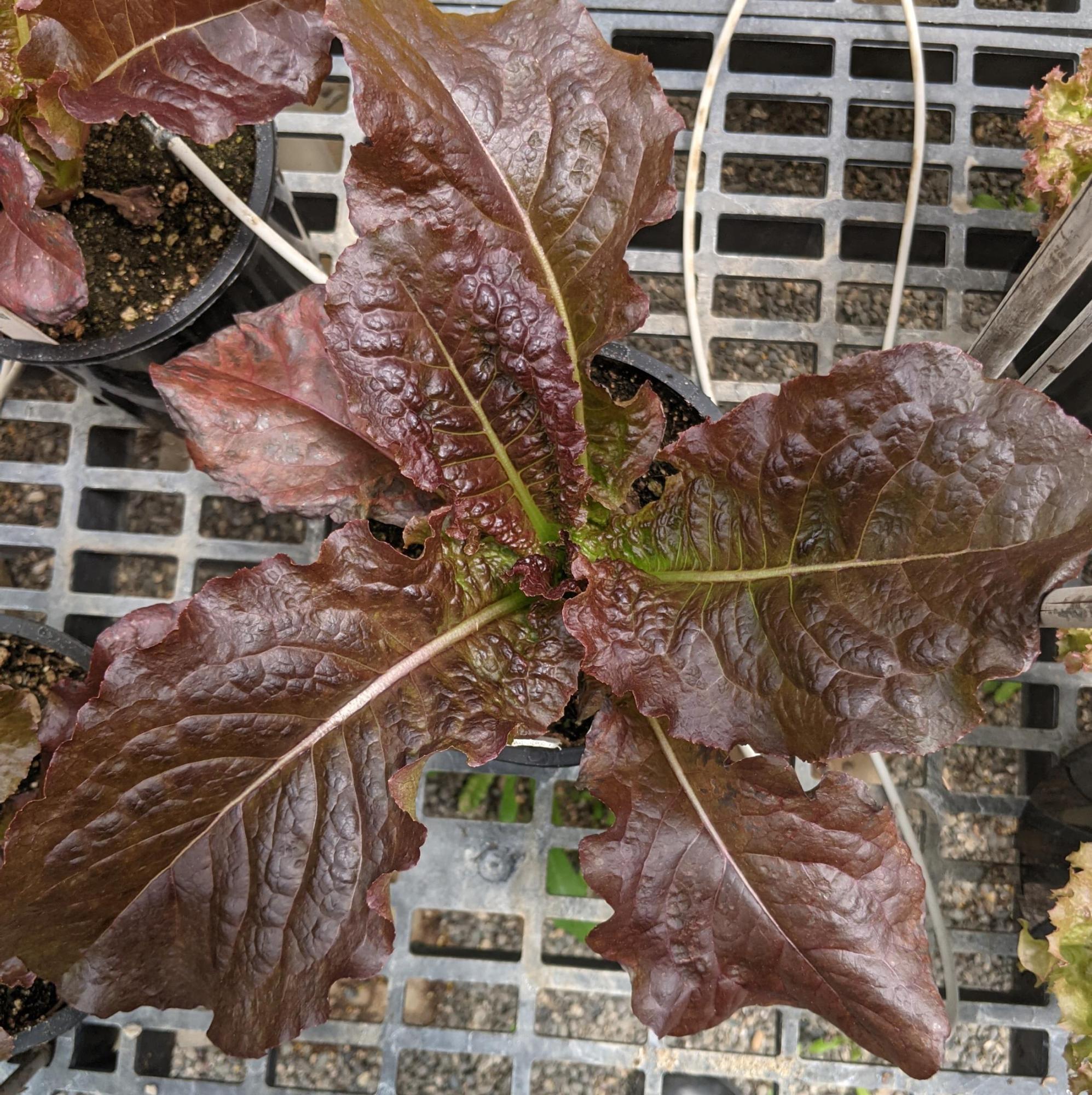 The Michelmore Lab - Lettuce